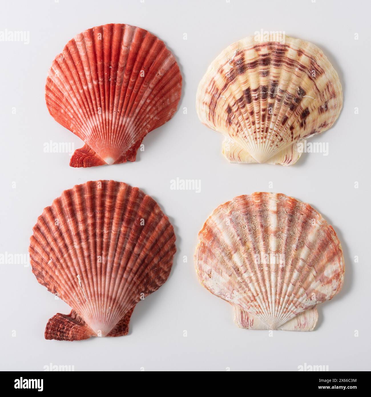 Set of four scallop seashells on grey background. Ocean, sea, beach ...