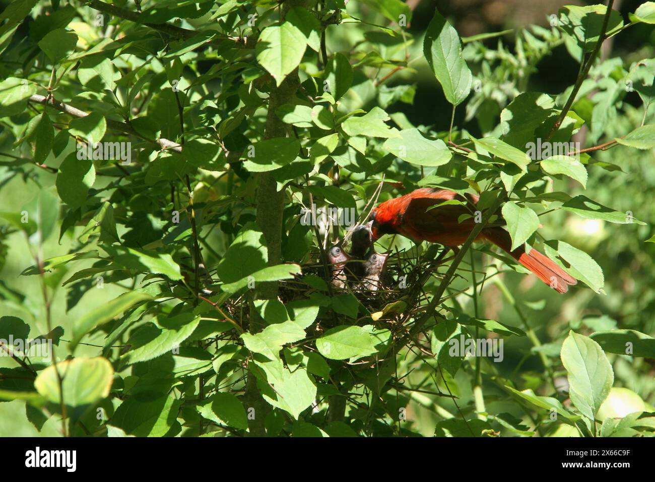 Cardinal nest hi-res stock photography and images - Alamy