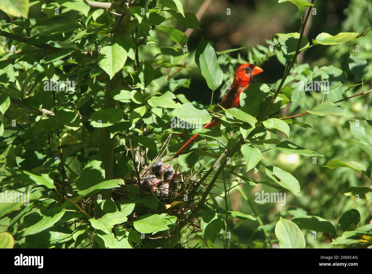 Cardinal nest hi-res stock photography and images - Alamy