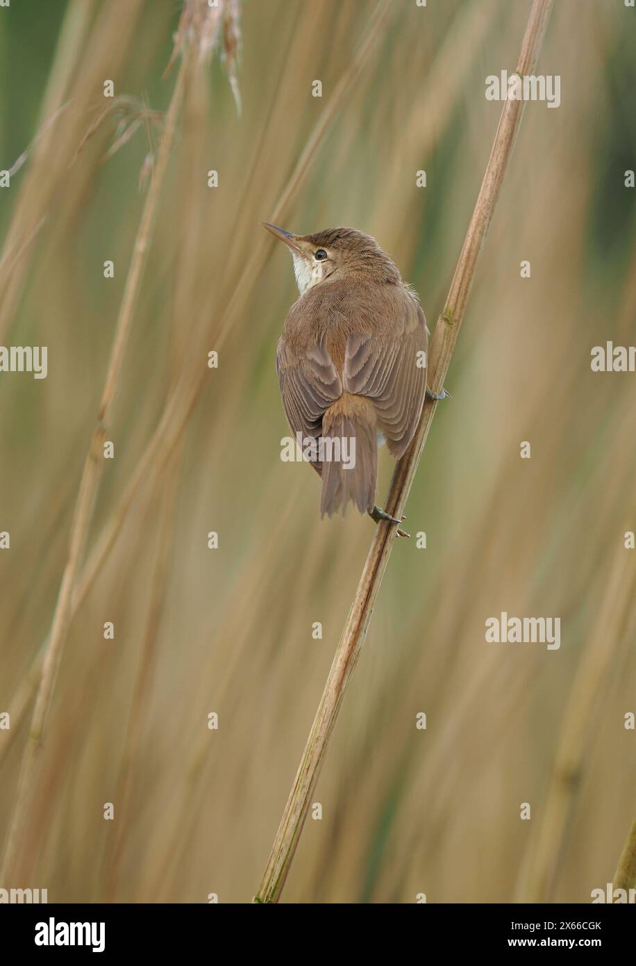Reed warblers can be difficult to photograph as so often, there are ...