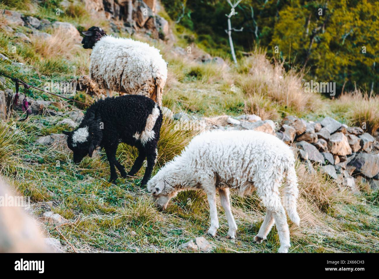 Moroccan sheep are grazing on a hill in Moroccan Stock Photo - Alamy