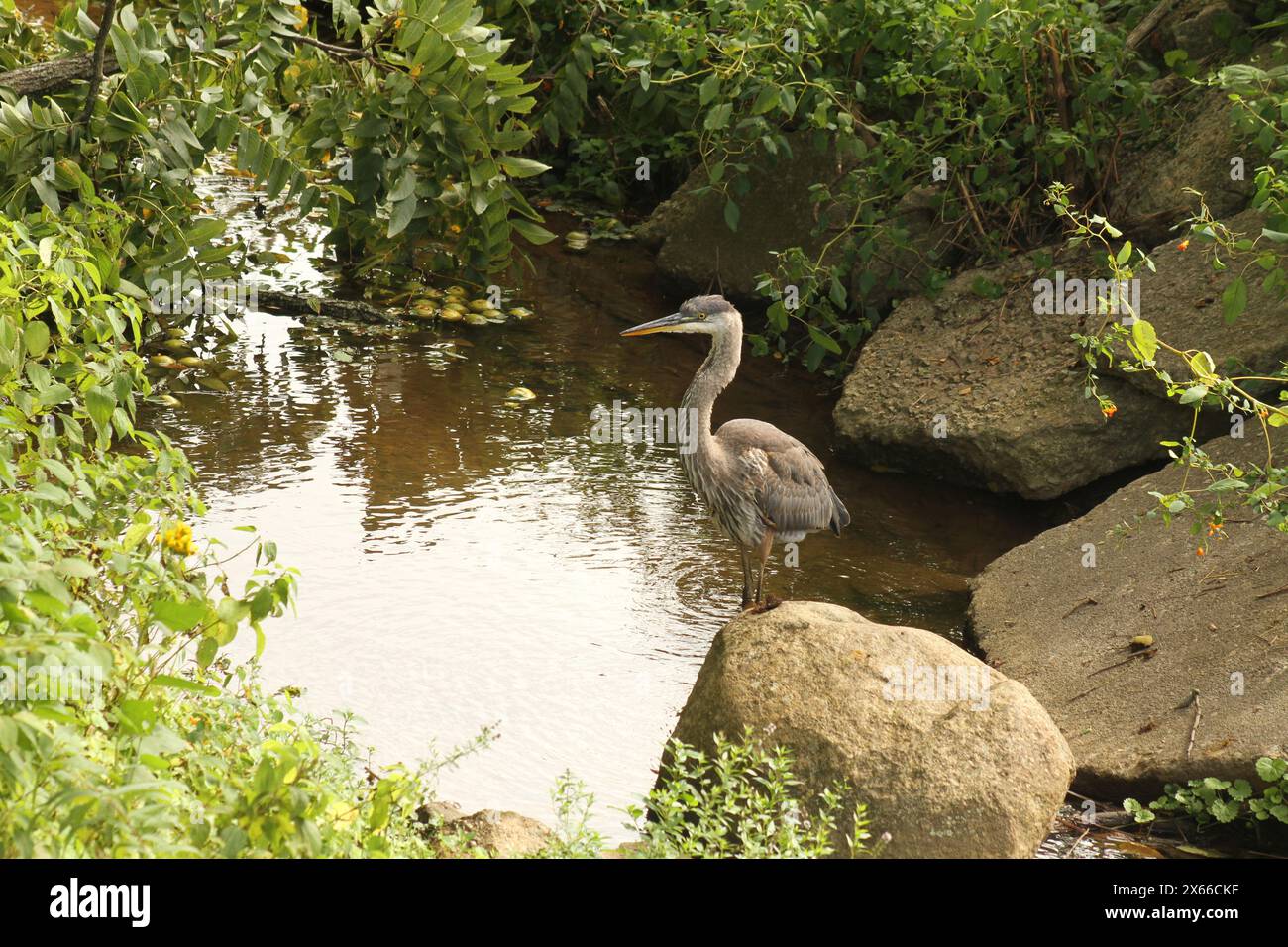 A Great blue heron in a stream in Virginia, U.S.A Stock Photo - Alamy