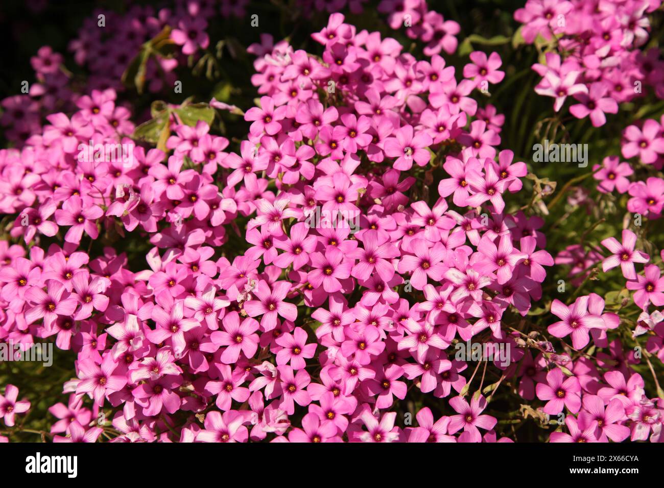 Oxalis articulata, aka Pink Sorrel, Pink Wood Sorrel, Shamrock Oxalis ...