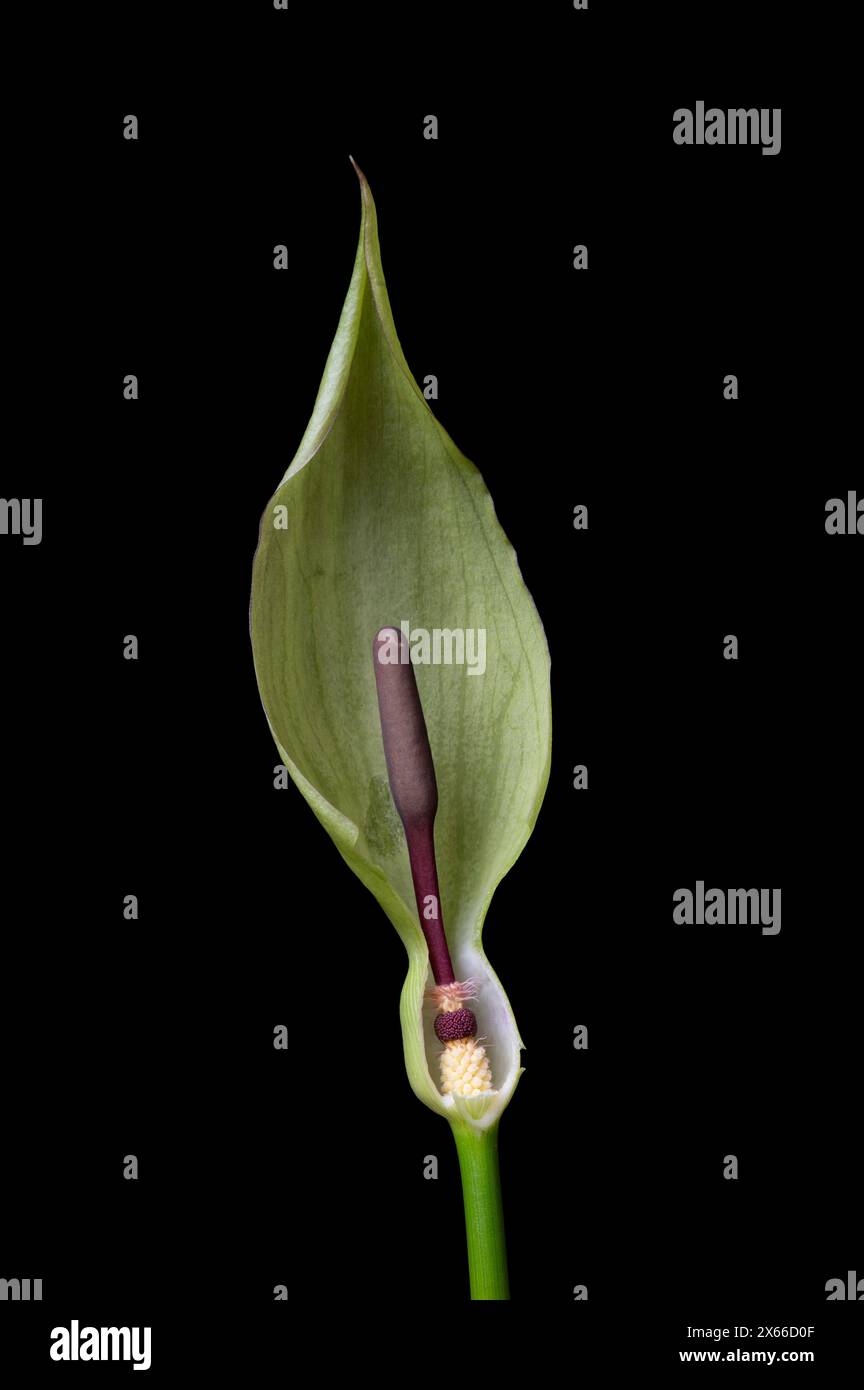 Lords and Ladies (Cuckoo Pint) Arum maculatum Stock Photo - Alamy