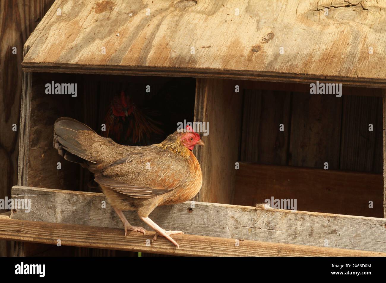 A Dutch Bantam chicken by her nest Stock Photo - Alamy