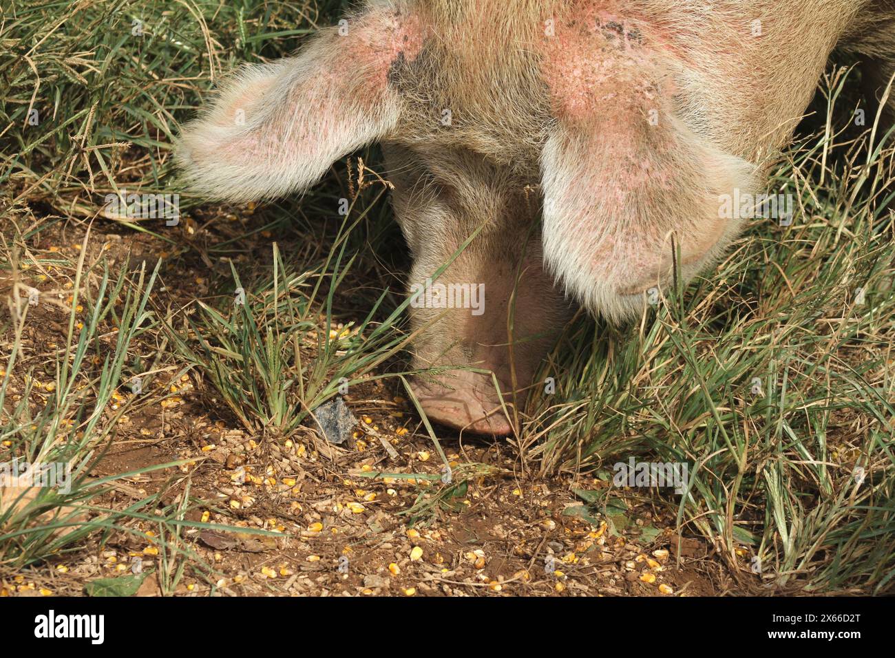 Domestic pig eating corn seeds from the ground Stock Photo - Alamy