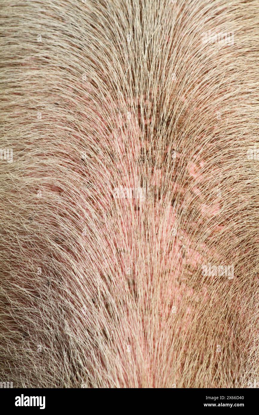 Pig skin close up hi-res stock photography and images - Alamy