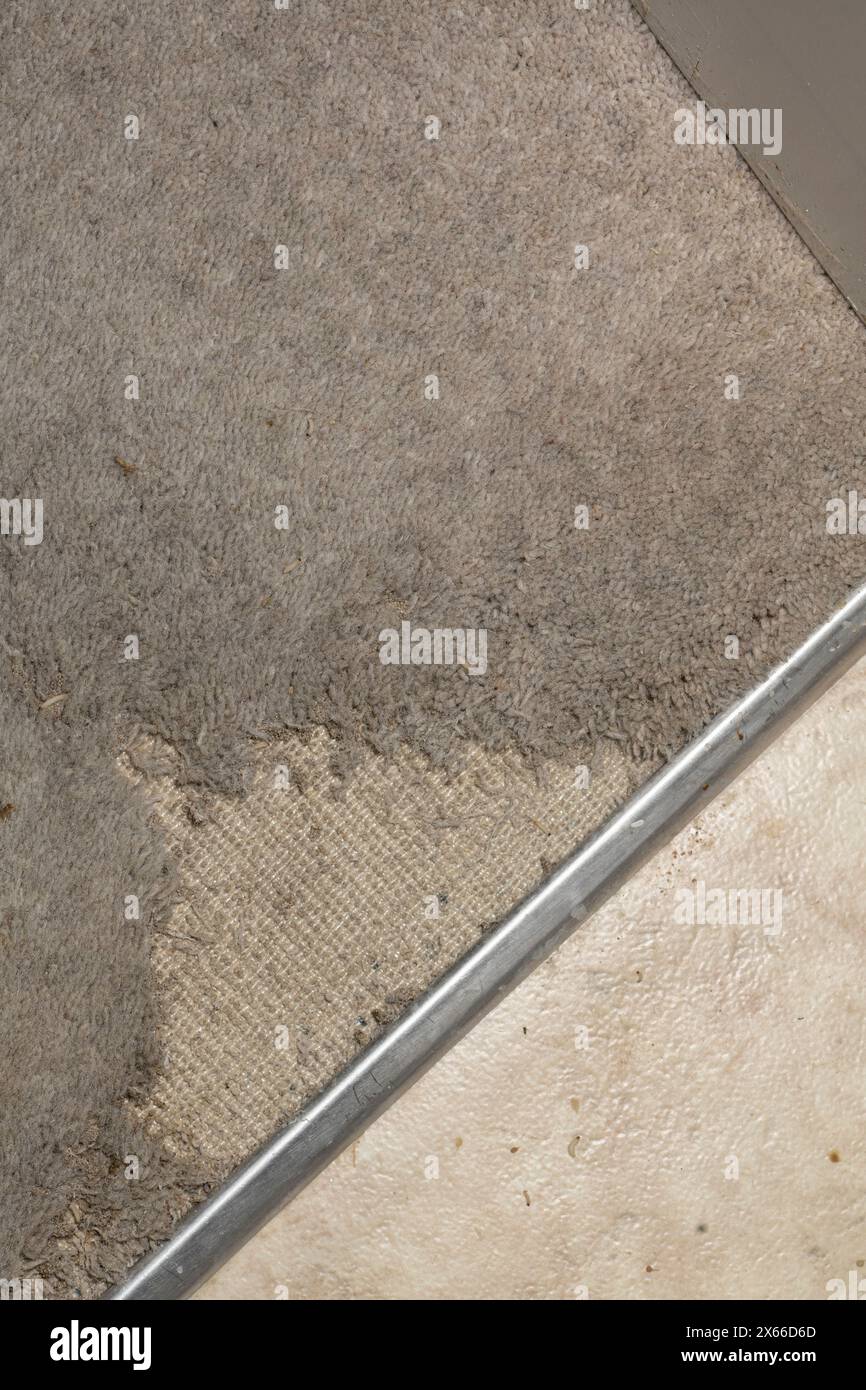 Common Clothes Moth (Carpet Moth) Tineola bisselliella. Damage to ...