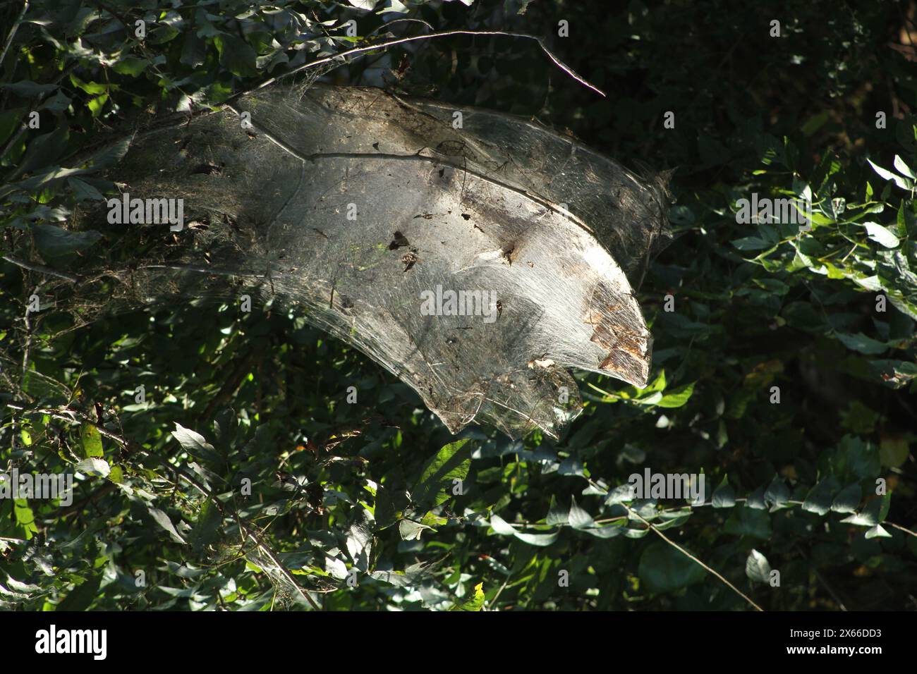 Fall Webworm (Hyphantria cunea) nest in Virginia, U.S.A Stock Photo - Alamy