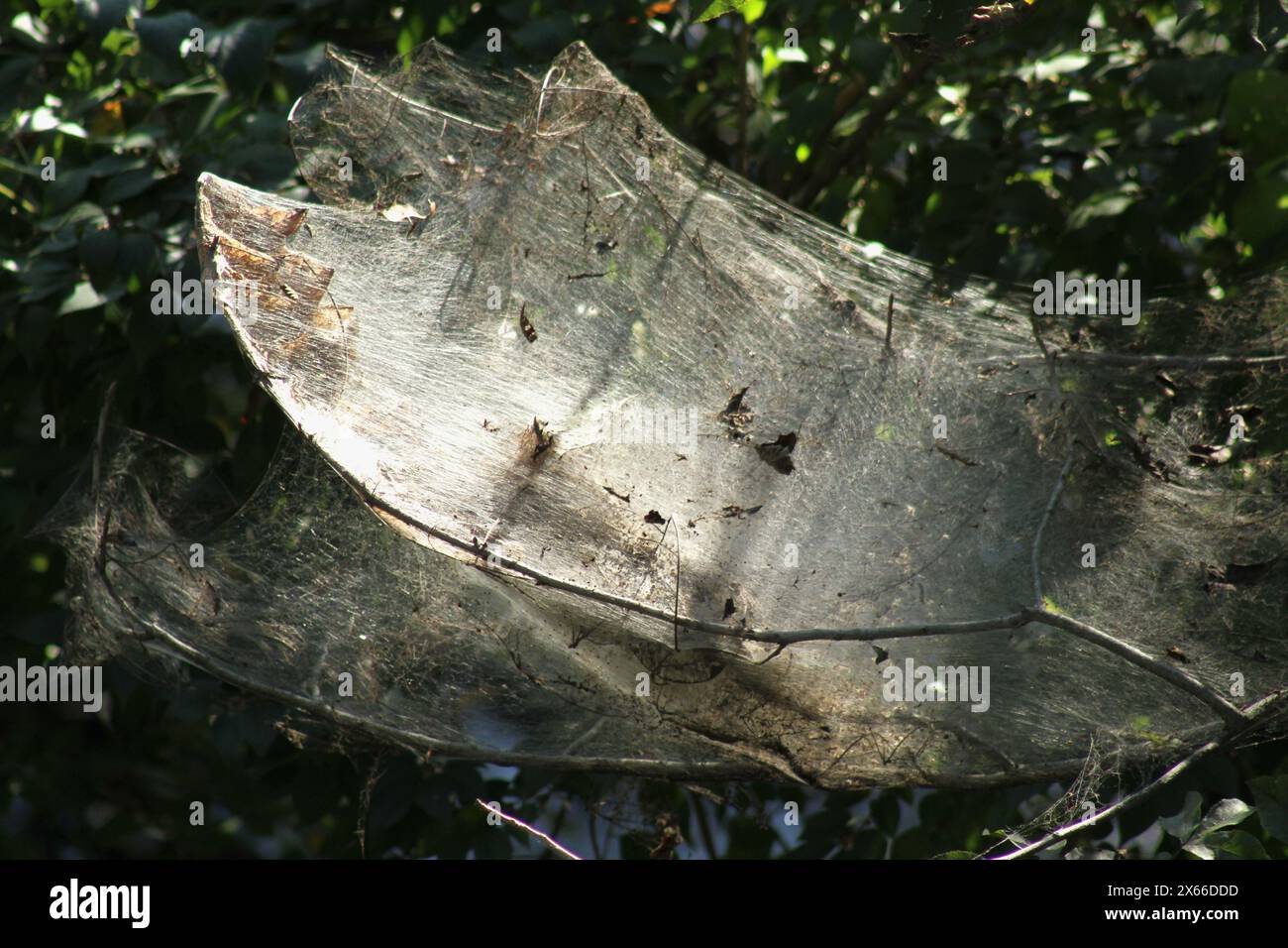 Fall Webworm (Hyphantria cunea) nest in Virginia, U.S.A Stock Photo - Alamy