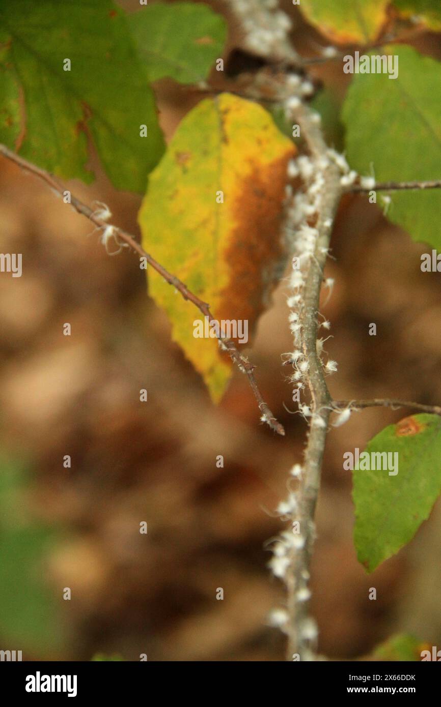 Wooly Alder Aphid bugs on tree branch in Virginia, U.S.A Stock Photo ...