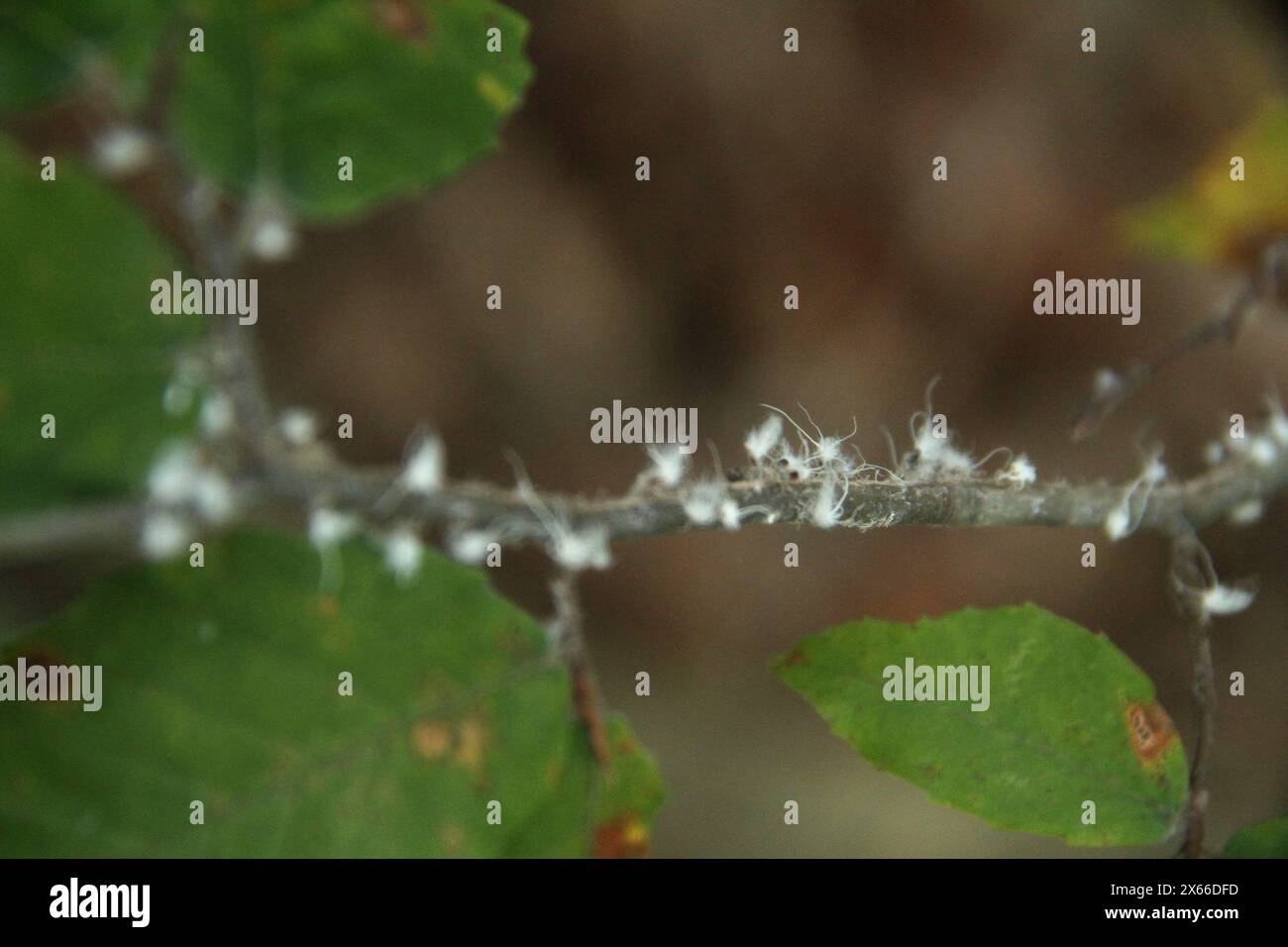 Wooly Alder Aphid bugs on tree branch in Virginia, U.S.A Stock Photo ...