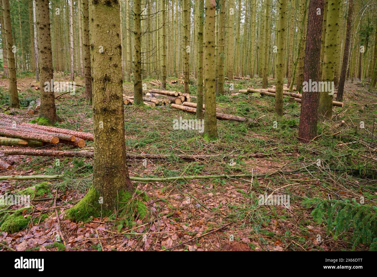 Forest coniferous hesse hi-res stock photography and images - Alamy