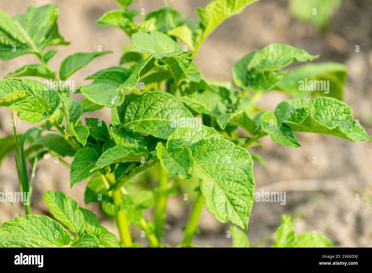Soil before planting farmland hi-res stock photography and images - Alamy
