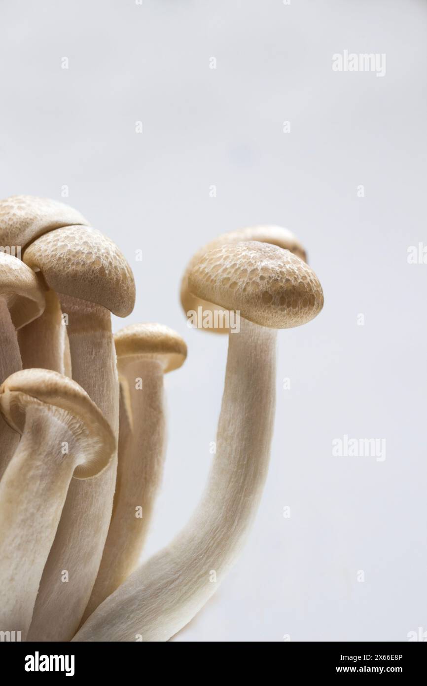 Shimeji mushrooms close up. White background. Copy space Stock Photo ...