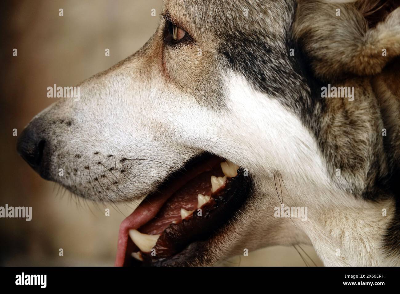 Photo close-up portrait of the muzzle of a Czechoslovakian wolf dog ...