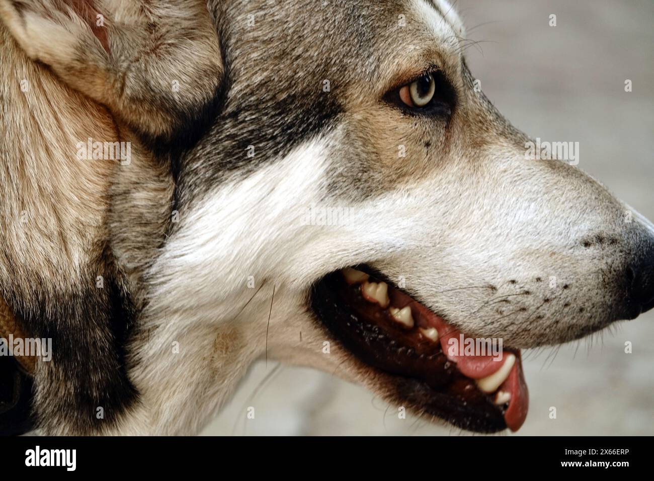 Photo close-up portrait of the muzzle of a Czechoslovakian wolf dog ...