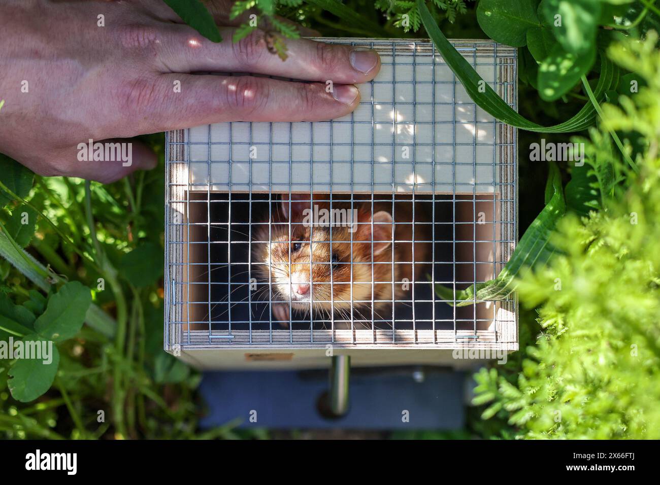 13 May 2024, Saxony, Peterwitz: A field hamster looks out of a box ...