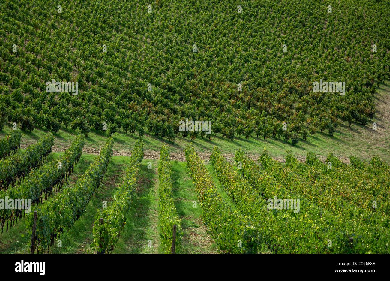 Series of parallel vineyard rows with green leaves and grapevine fruits ...
