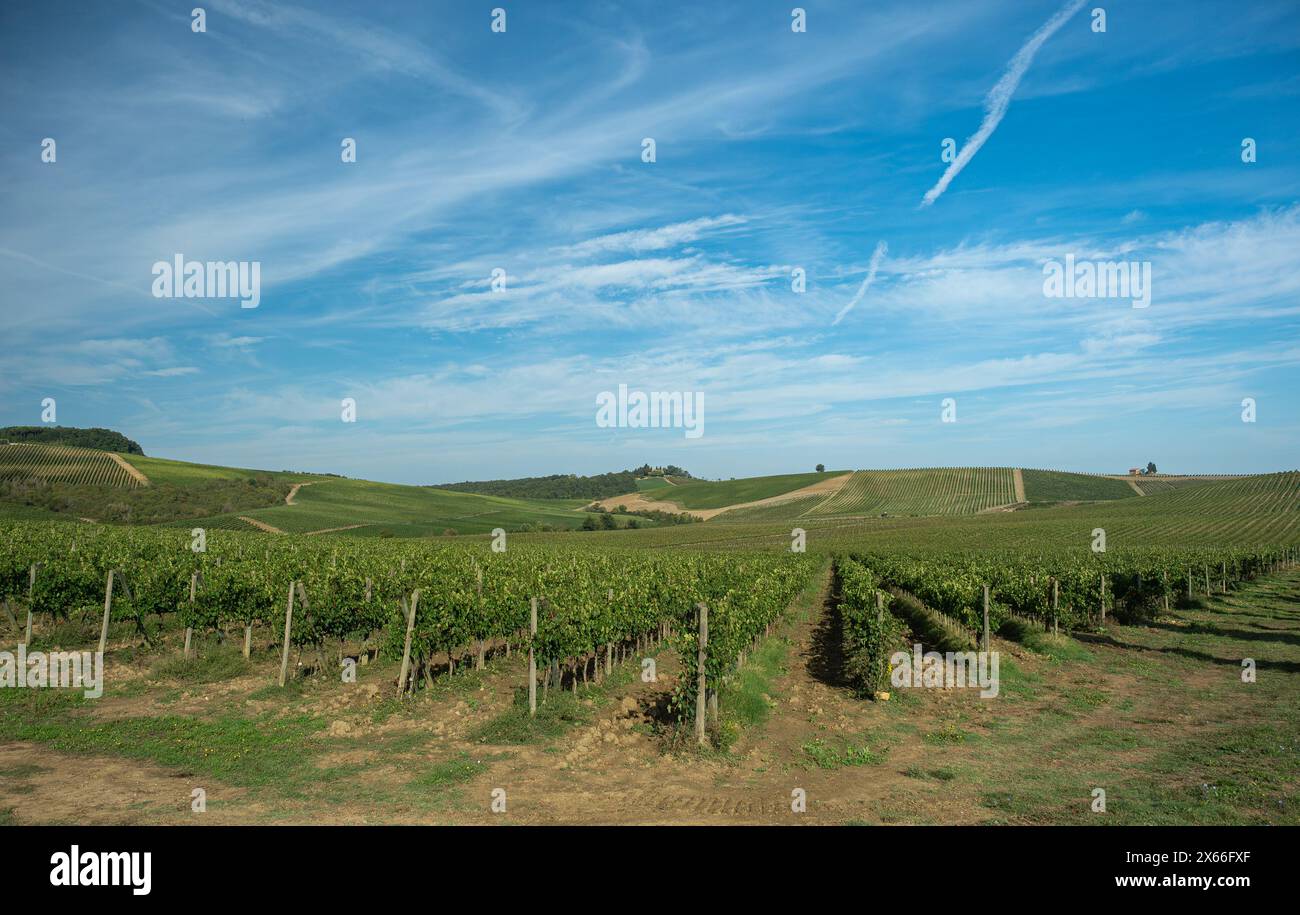 Series of parallel vineyard rows with green leaves and grapevine fruits ...