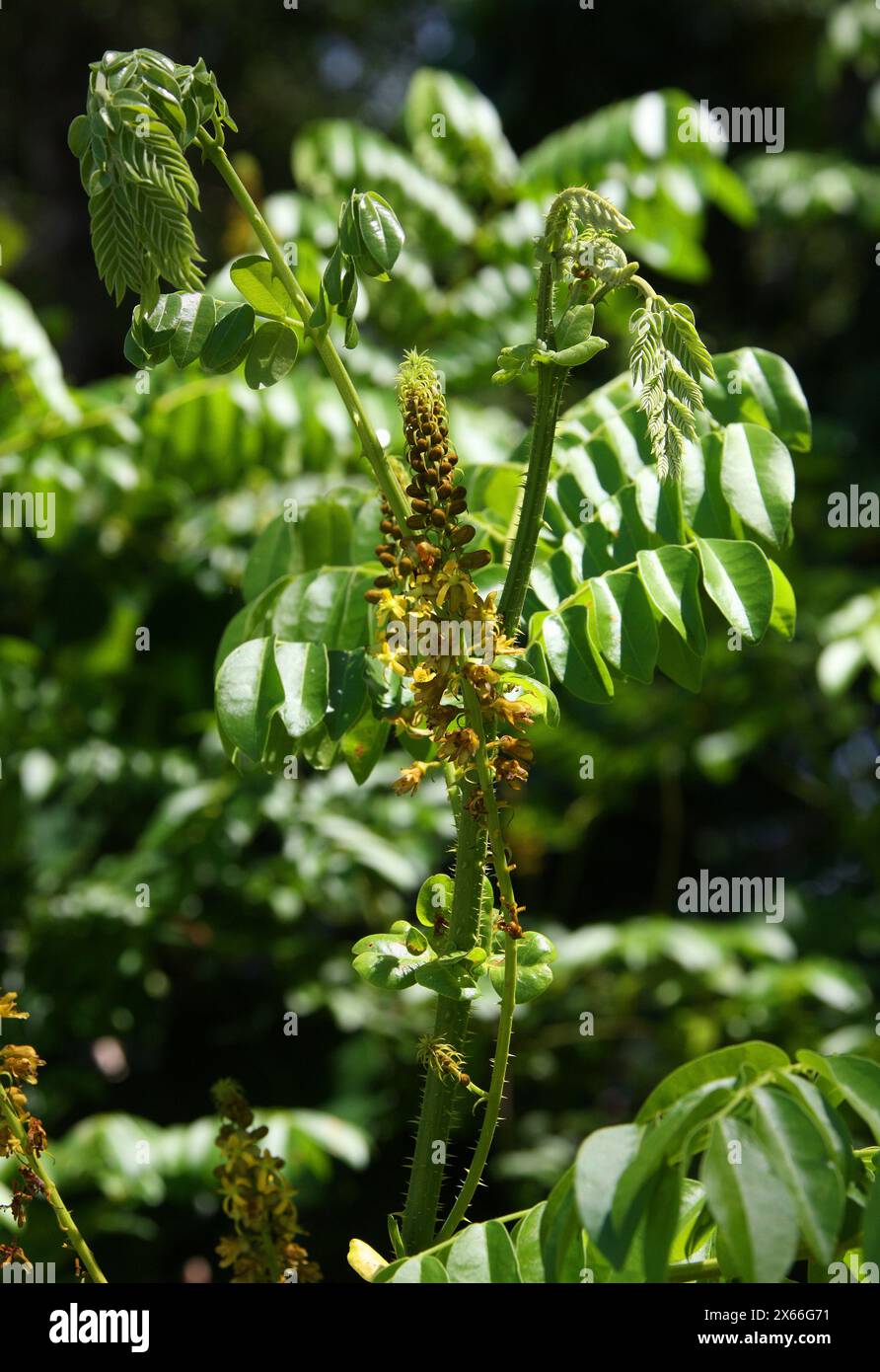 Tara caesalpinia spinosa hi-res stock photography and images - Alamy
