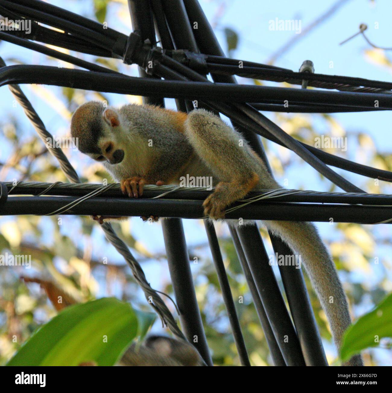 Grey-crowned Central American Squirrel Monkey, Saimiri oerstedii ...