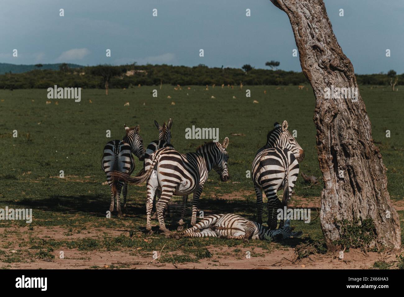 Biodiverse ecosystem hi-res stock photography and images - Alamy