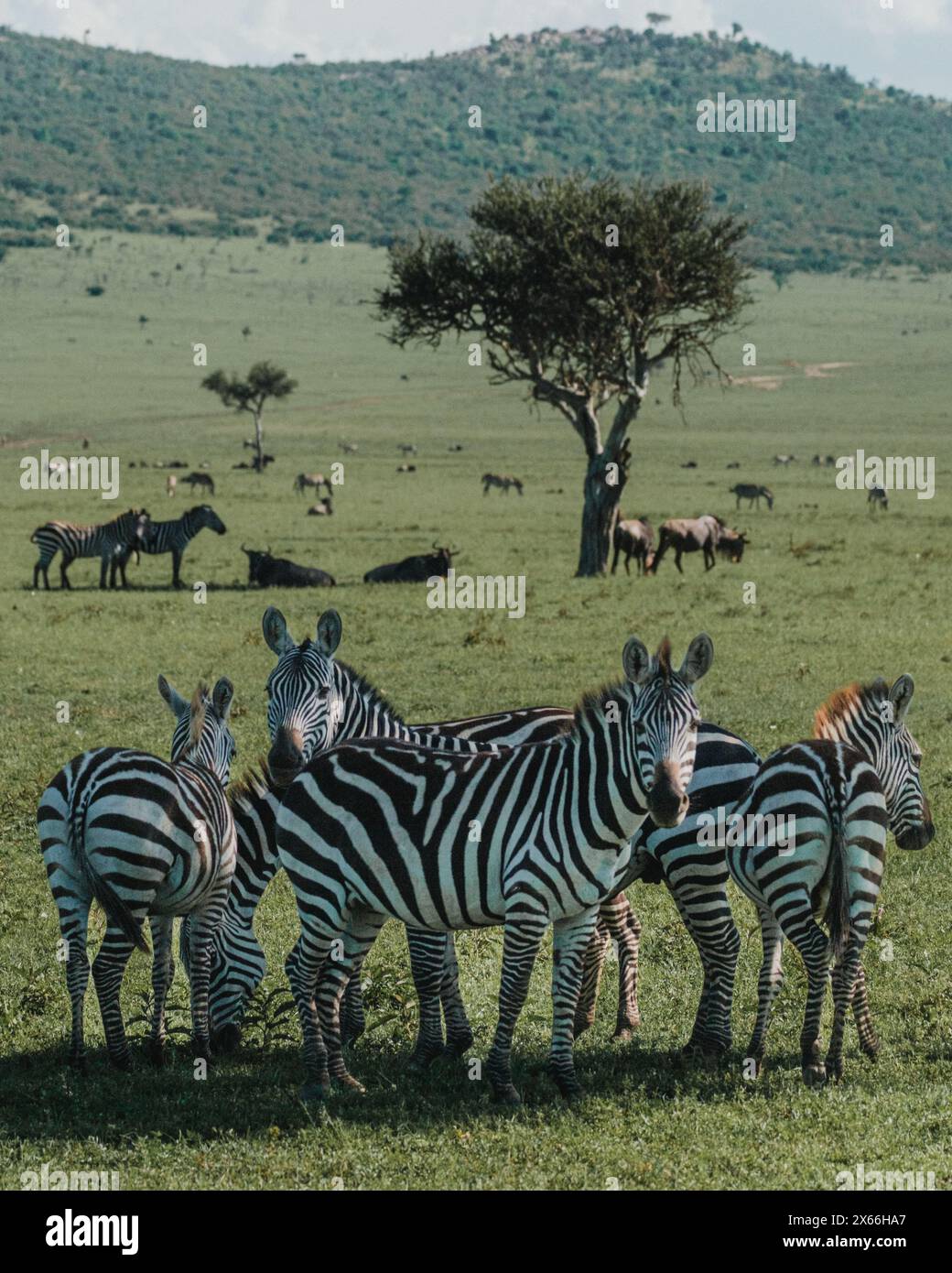 Biodiverse ecosystem hi-res stock photography and images - Alamy