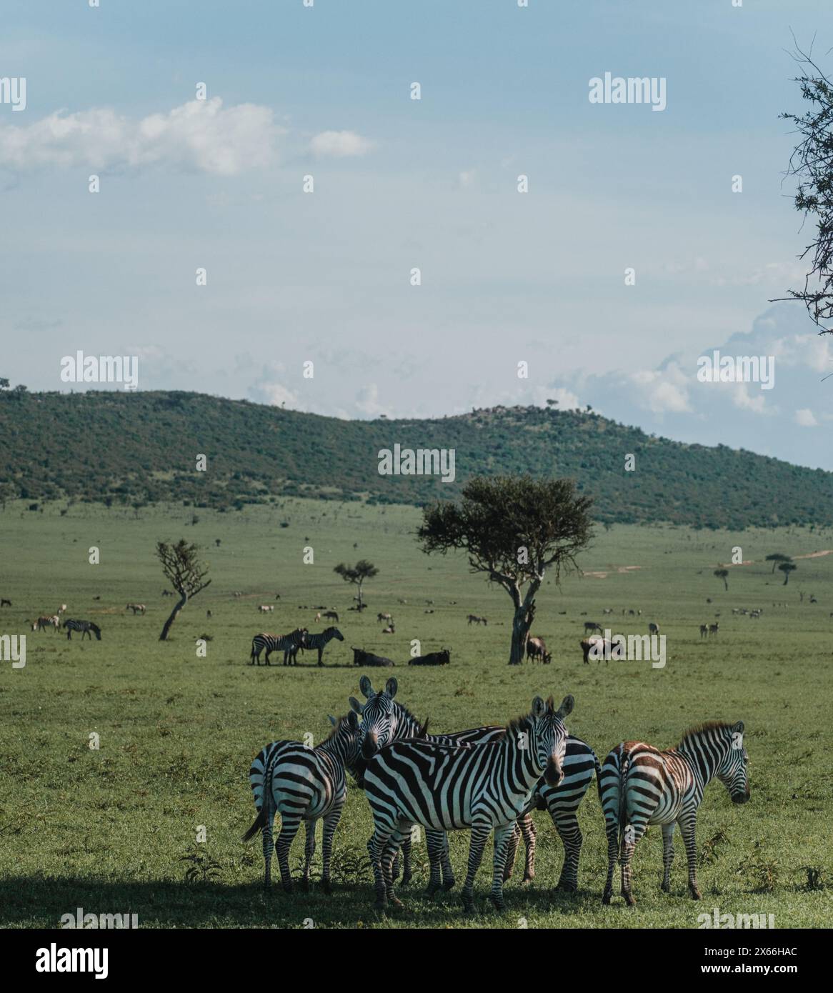 Biodiverse ecosystem hi-res stock photography and images - Alamy