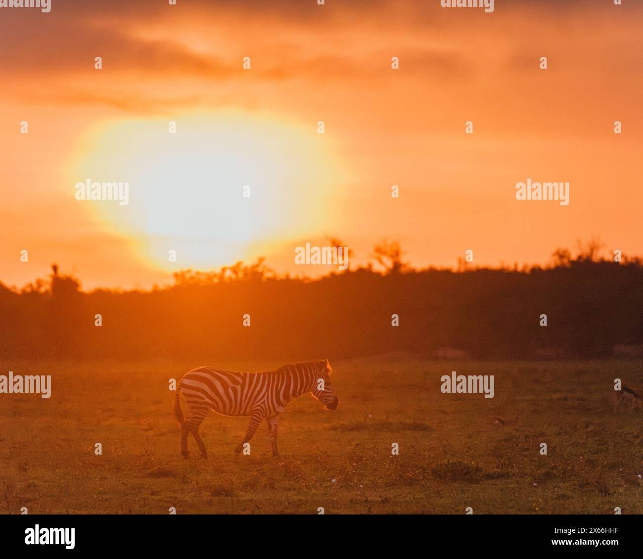 Zebras under fiery sunset sky in Masai Mara Stock Photo - Alamy