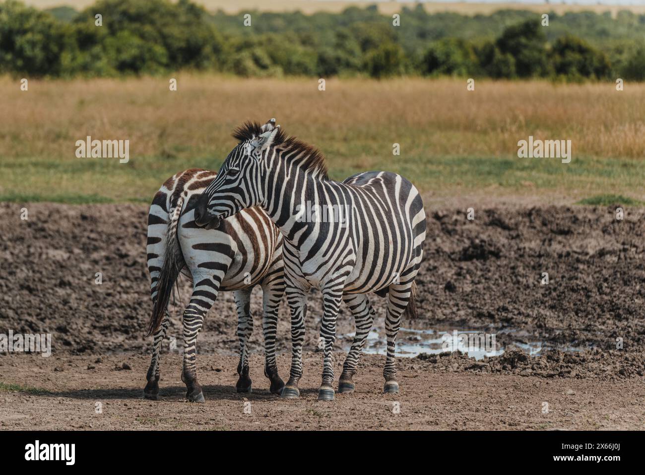 Ol pejeta conservancy zebra hi-res stock photography and images - Alamy