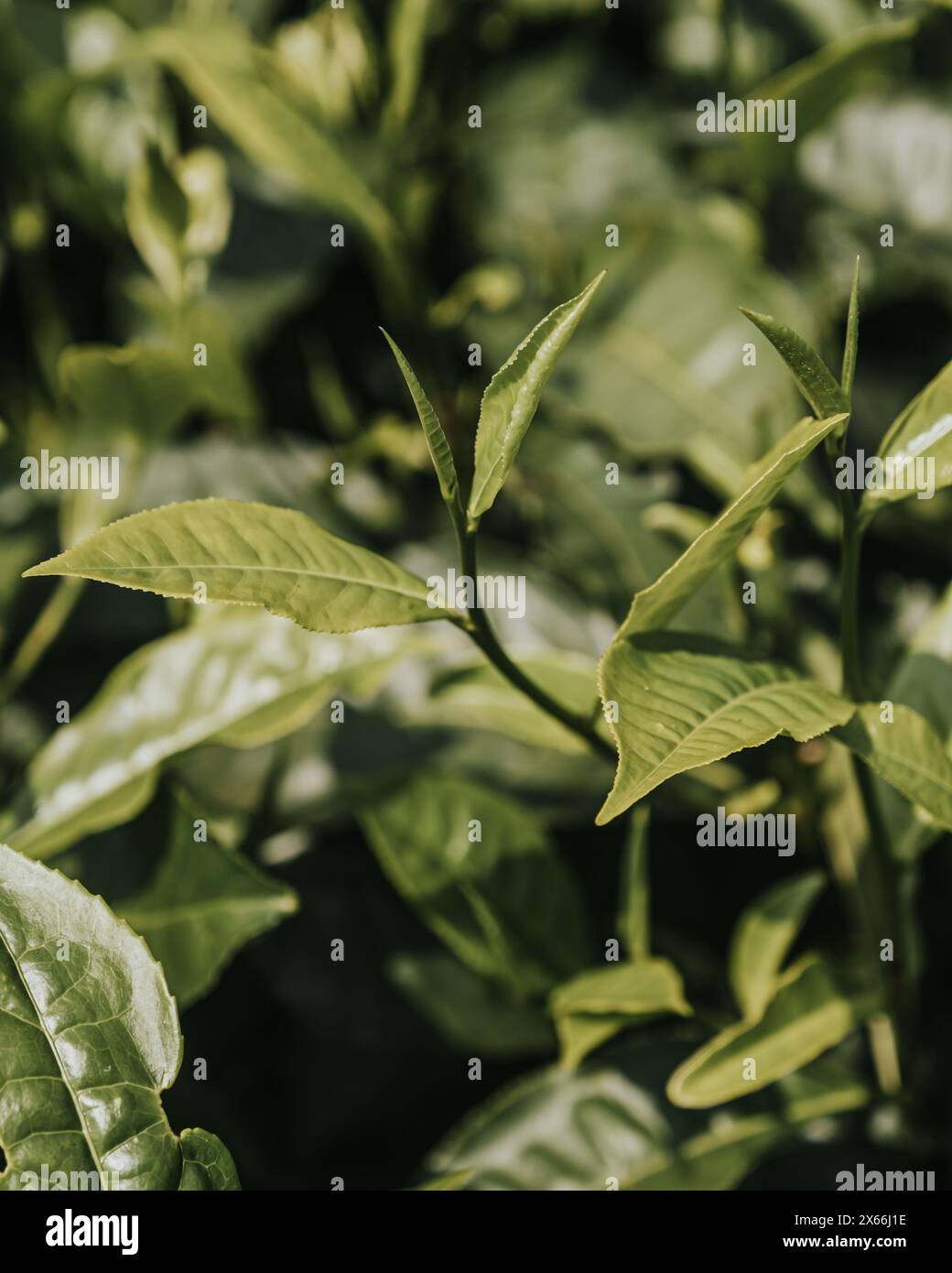 Lush green tea plantation path under Uganda's blue sky Stock Photo - Alamy