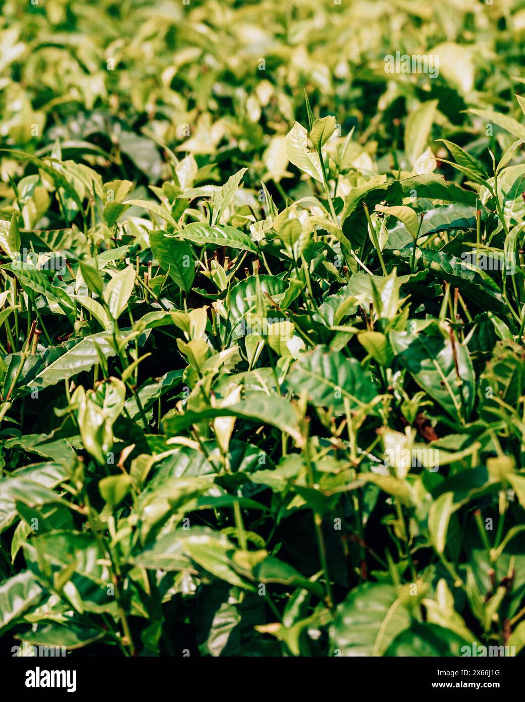 Lush green tea plantation path under Uganda's blue sky Stock Photo - Alamy