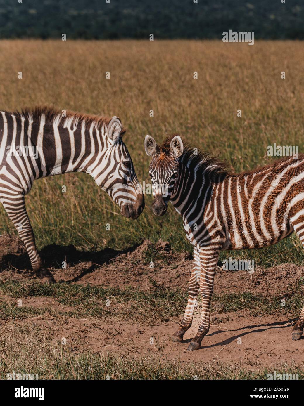 Familial interactions hi-res stock photography and images - Alamy