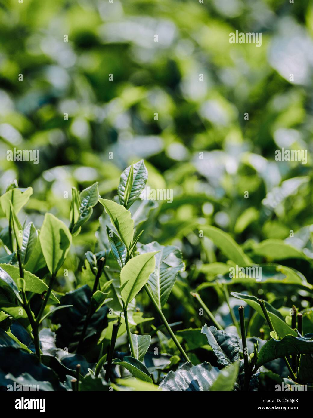 Lush green tea plantation path under Uganda's blue sky Stock Photo - Alamy