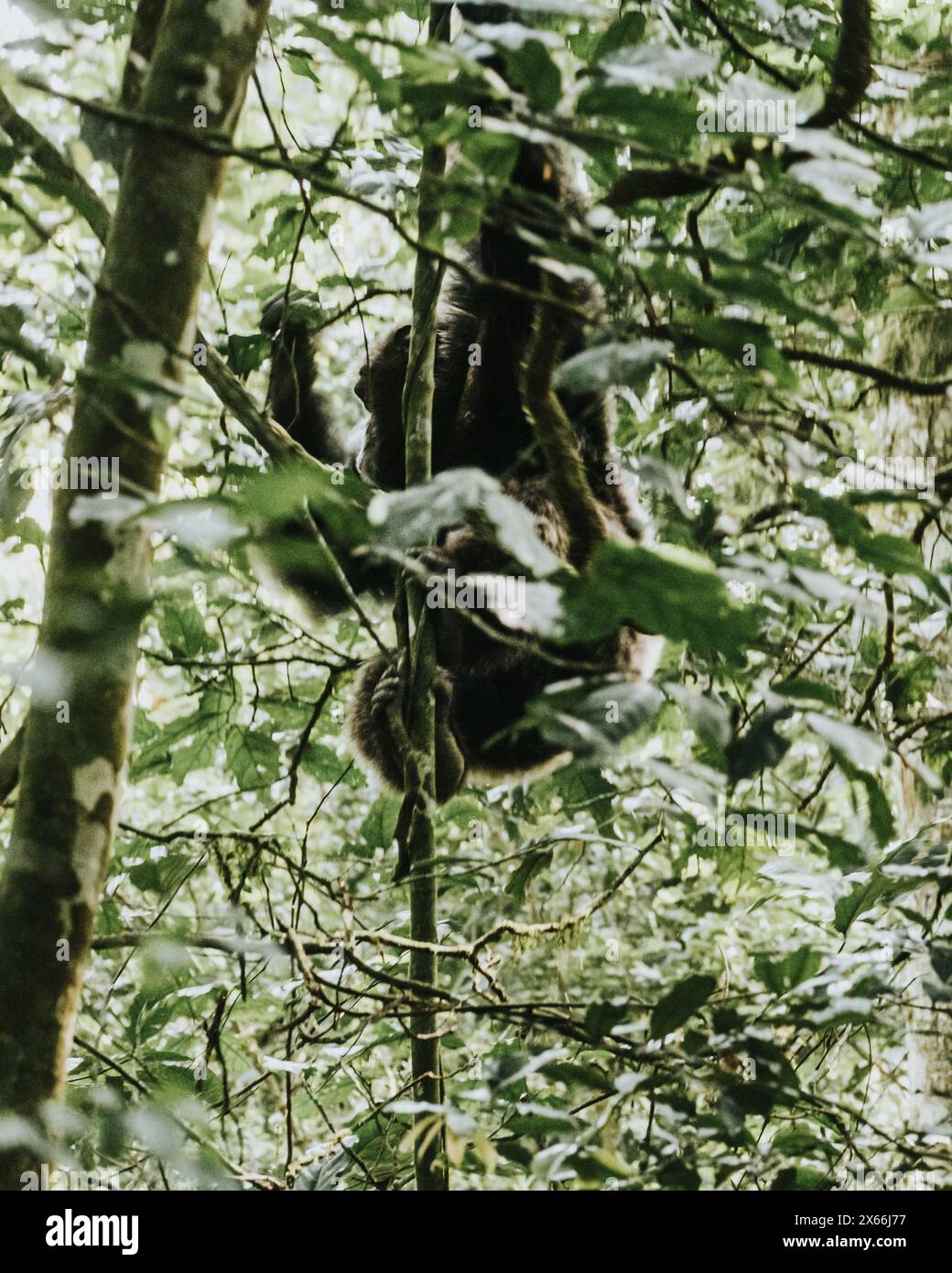Chimpanzee sitting in the lush tree canopies in Ugandan forest Stock ...
