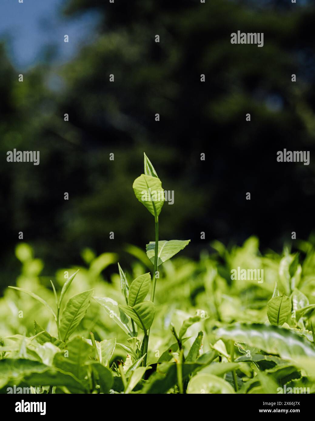 Lush green tea plantation path under Uganda's blue sky Stock Photo - Alamy