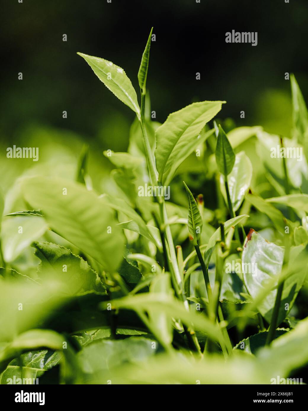 Lush green tea plantation path under Uganda's blue sky Stock Photo - Alamy