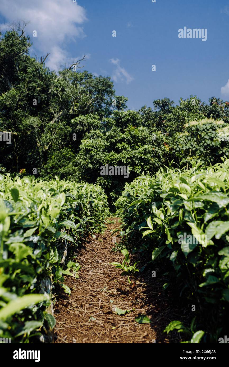 Lush green tea plantation path under Uganda's blue sky Stock Photo - Alamy