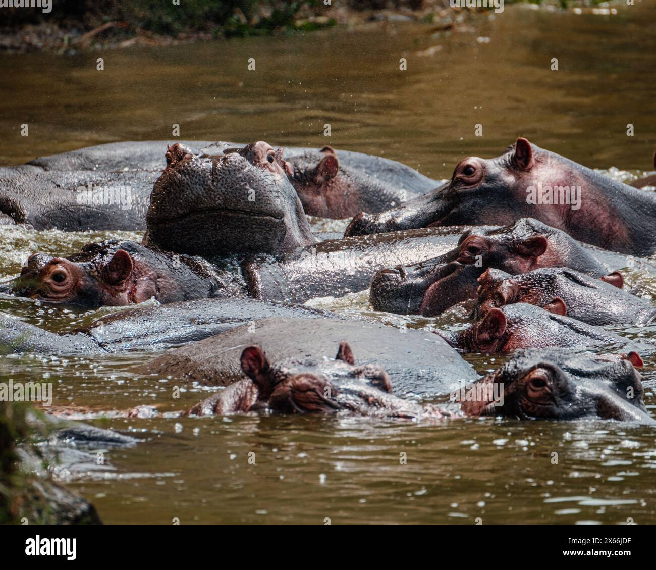 Group of Hippopotamus in Kazinga Channel in Queen Elizabeth National ...