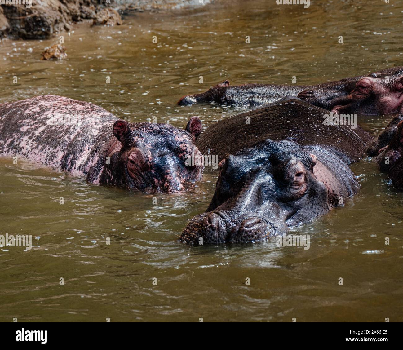 Group of Hippopotamus in Kazinga Channel in Queen Elizabeth National ...