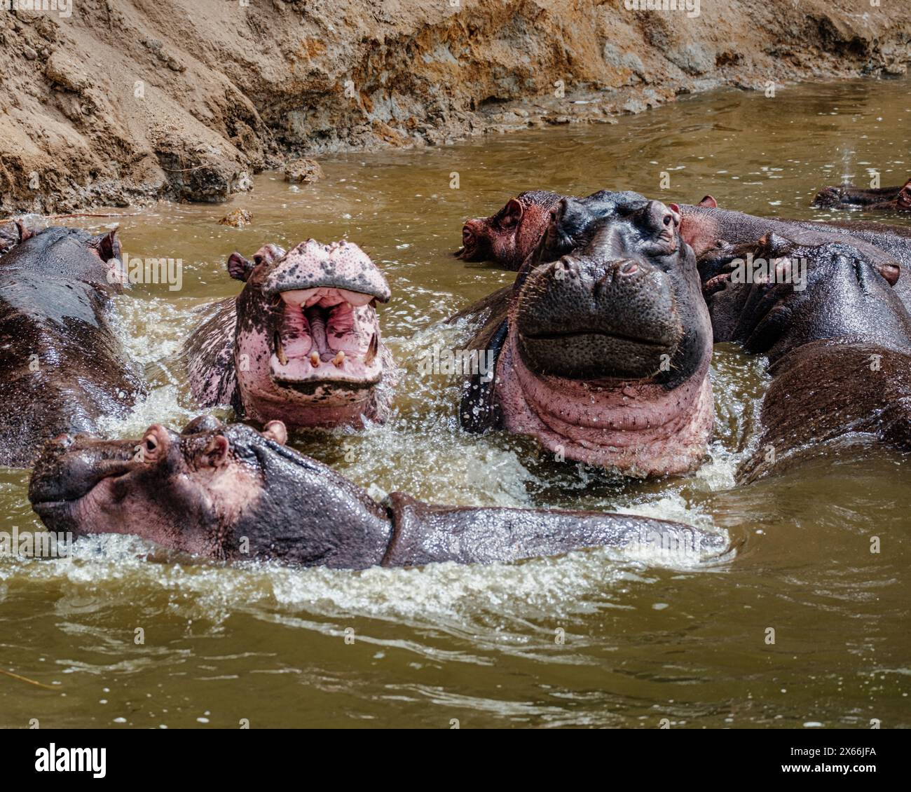 Group of Hippopotamus in Kazinga Channel in Queen Elizabeth National ...