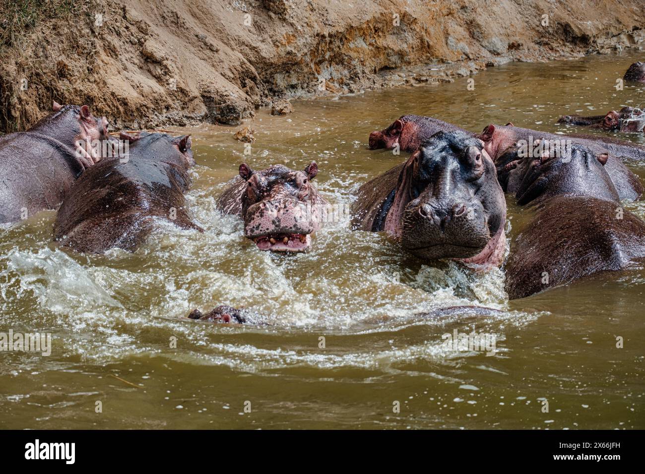 Group of Hippopotamus in Kazinga Channel in Queen Elizabeth National ...