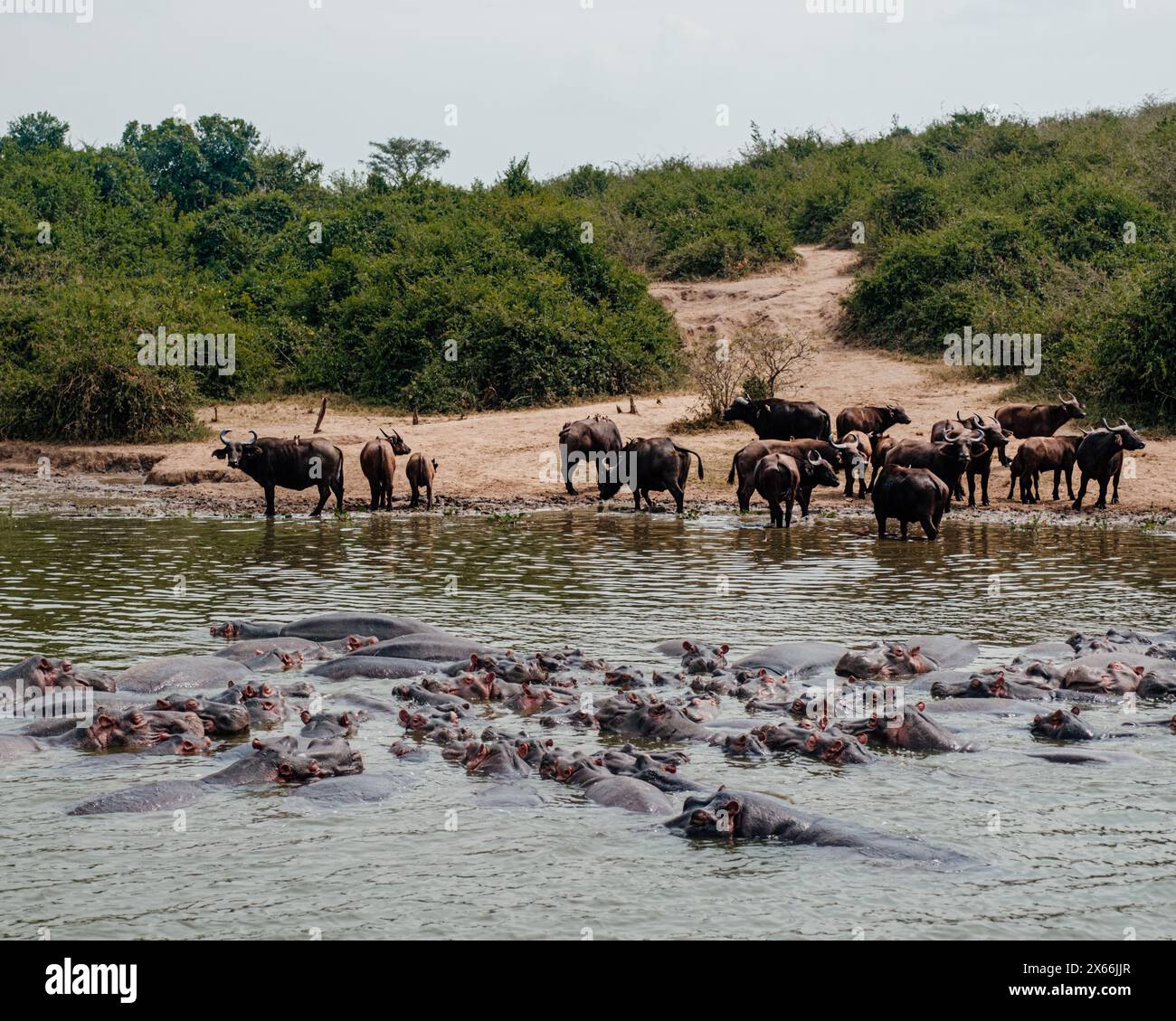 Hippos and buffalo share a watering hole in Uganda's rich wilderness ...