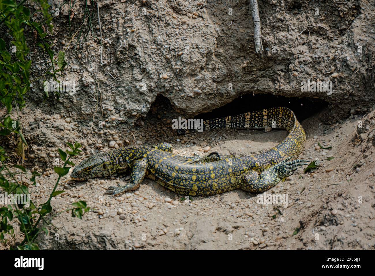 Monitor lizard emerging from its burrow, Kazinga Channel, Uganda Stock ...