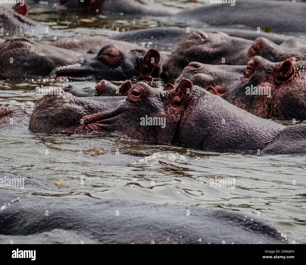 Group of Hippopotamus in Kazinga Channel in Queen Elizabeth National ...