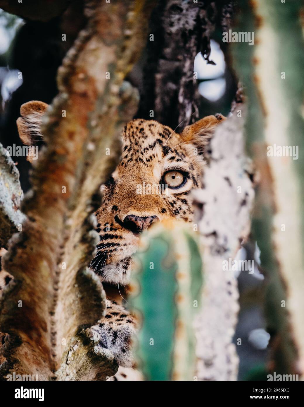 Leopard resting on the cacti tree in Queen Elizabeth National Park in ...