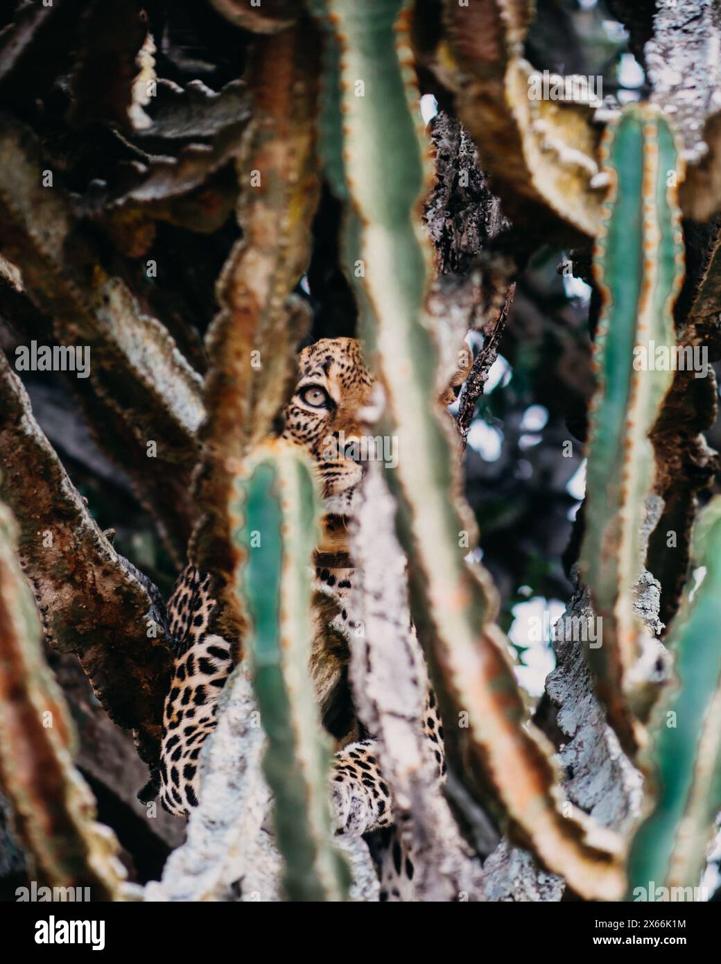 Leopard resting on the cacti tree in Queen Elizabeth National Park in ...