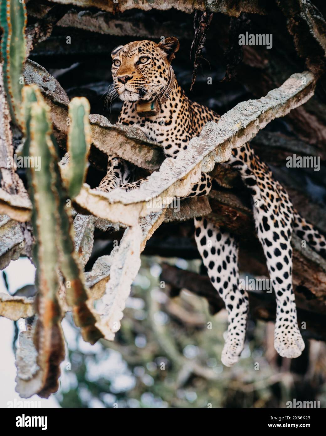 Leopard resting on the cacti tree in Queen Elizabeth National Park in ...