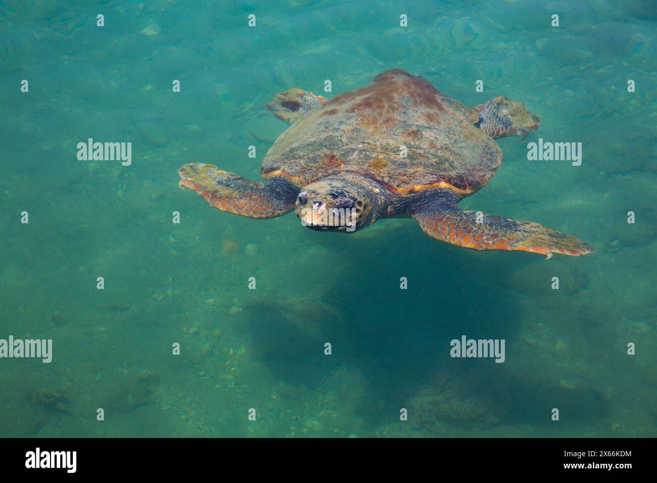 Loggerhead Turtle (Caretta Caretta) in Harbor, Kastellorizo (Megisti ...